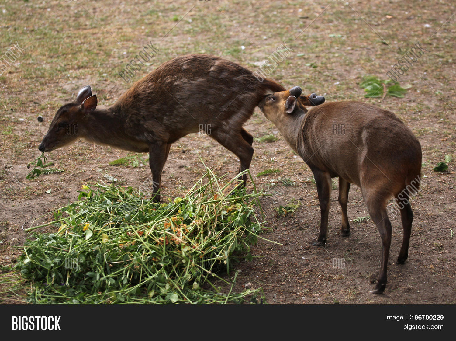 Chinese Muntjac ( Image & Photo (Free Trial) | Bigstock
