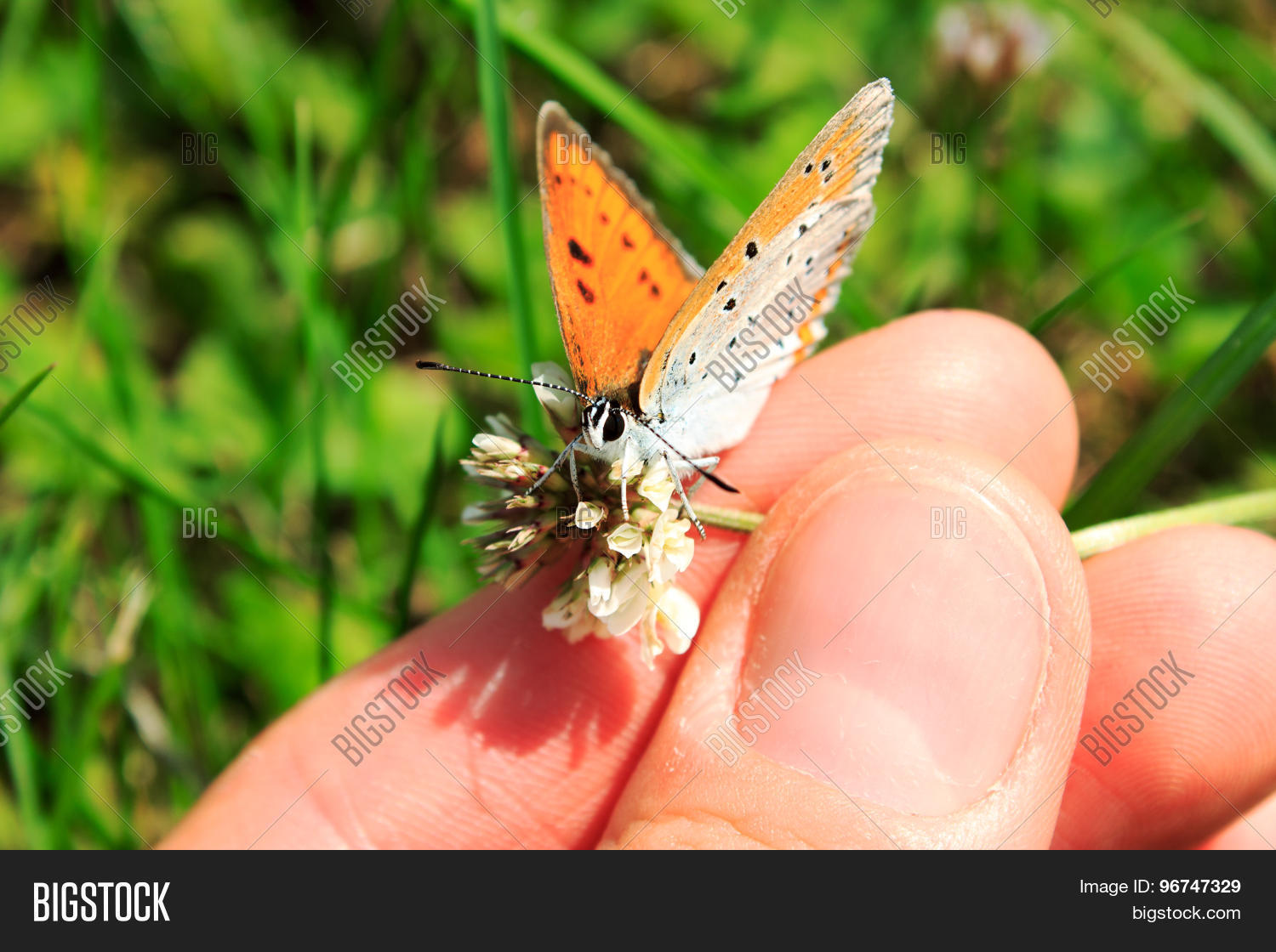 Butterfly Hands Image & Photo (Free Trial) | Bigstock