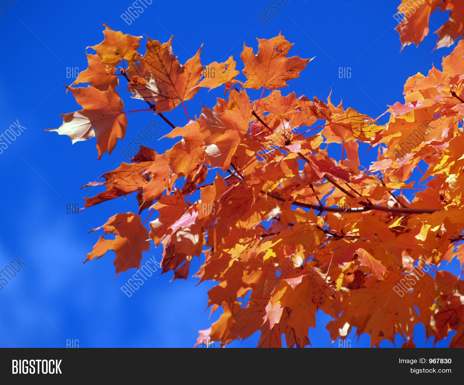Red Maple Leaves Image & Photo (Free Trial) | Bigstock