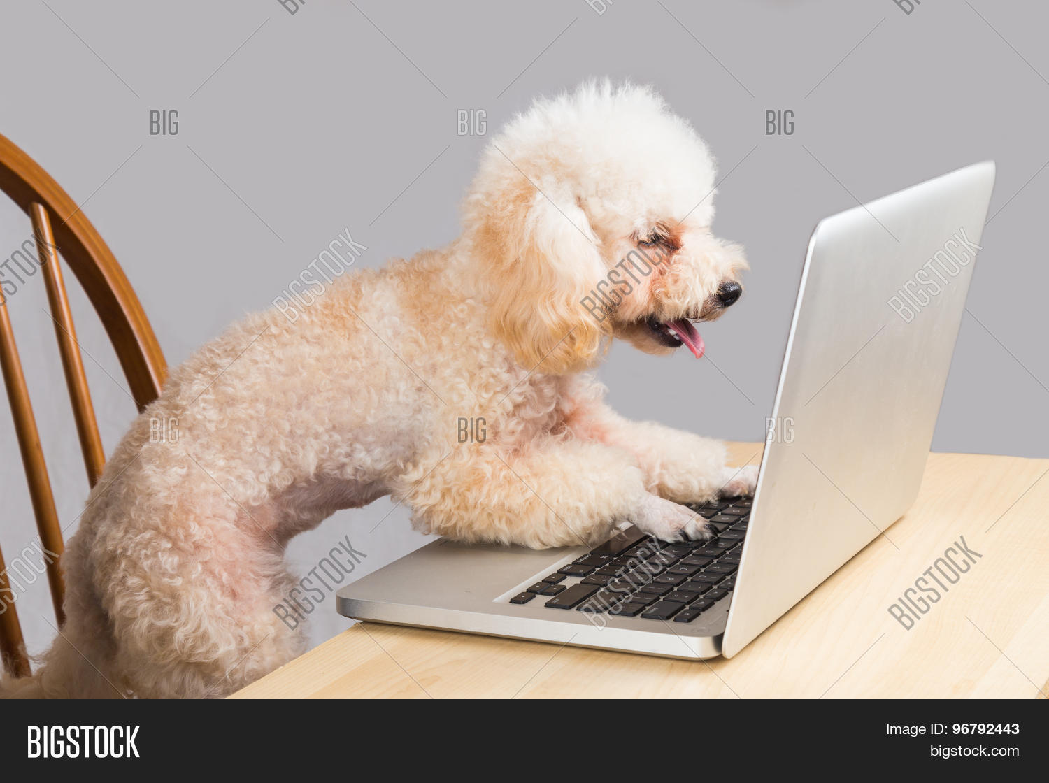 Smart Poodle Dog Image & Photo (Free Trial) | Bigstock