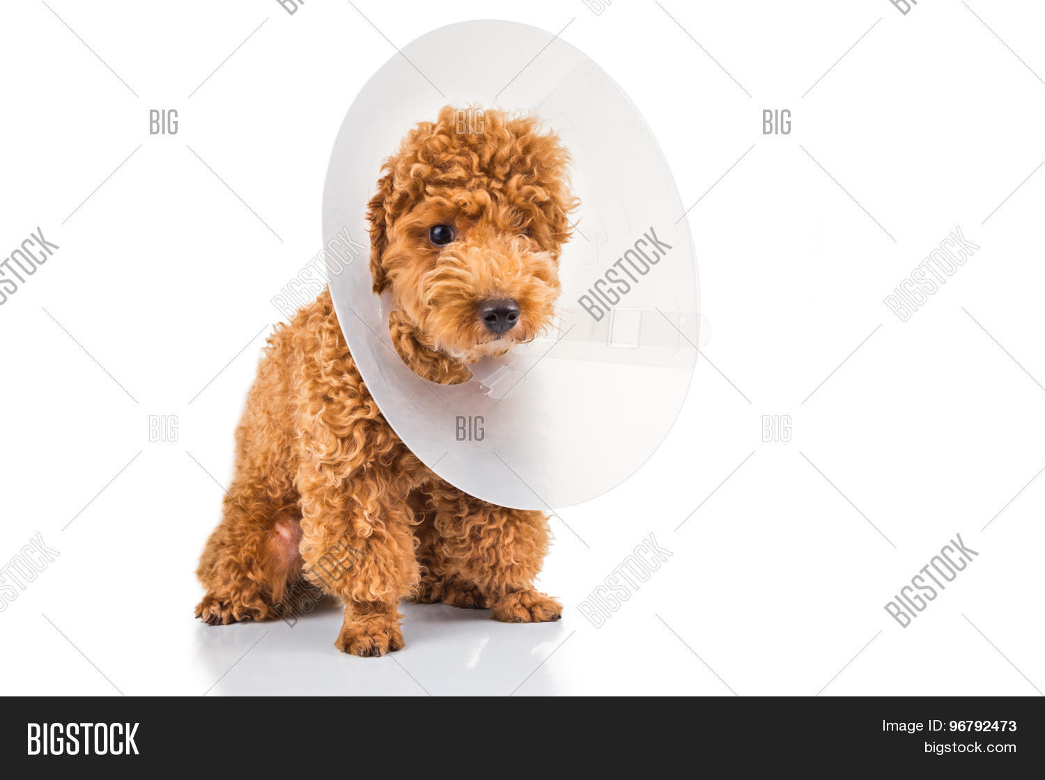Sad Poodle Dog Wearing Image & Photo (Free Trial) | Bigstock