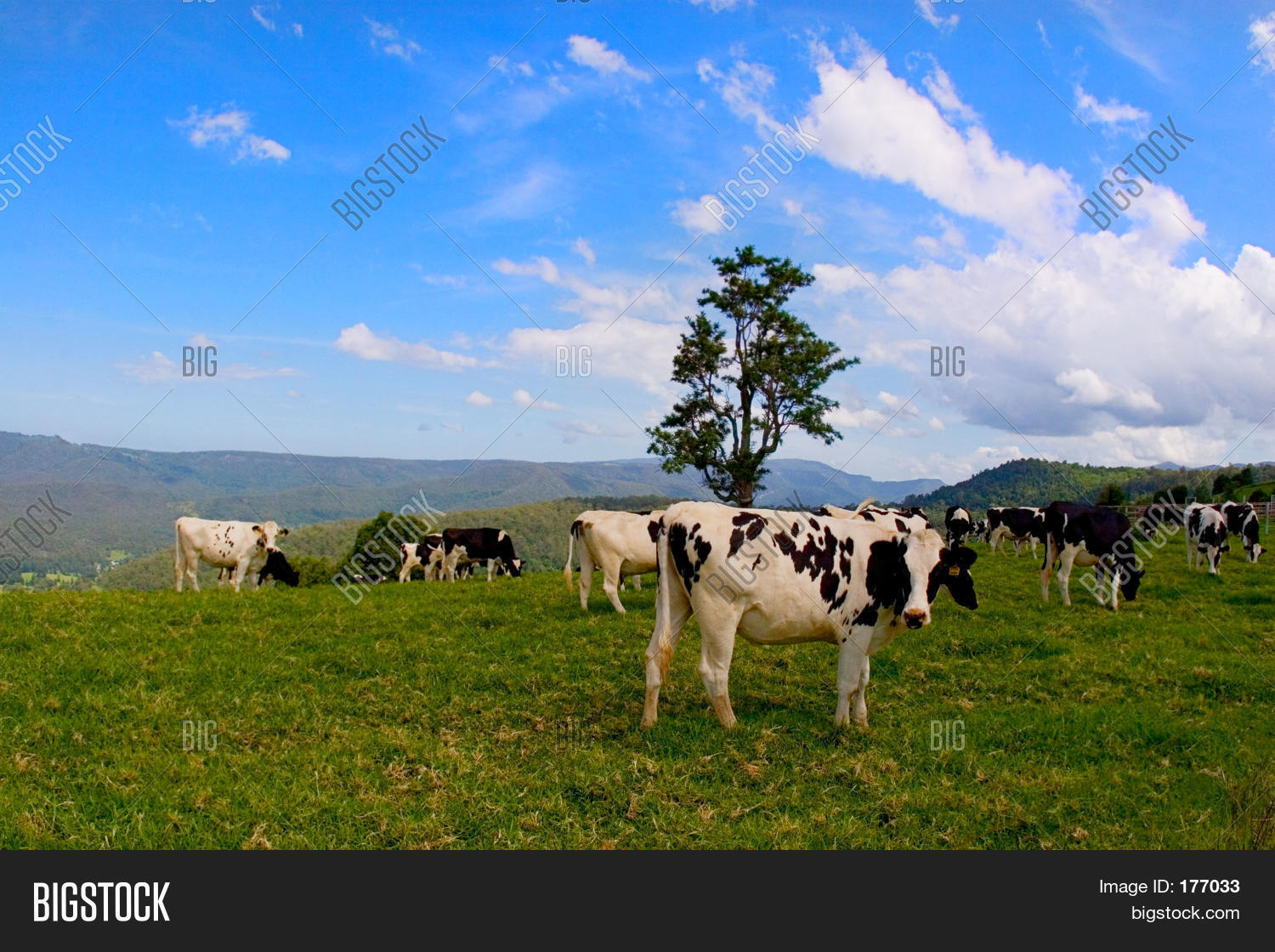 Cows Paddock Image & Photo (Free Trial) | Bigstock