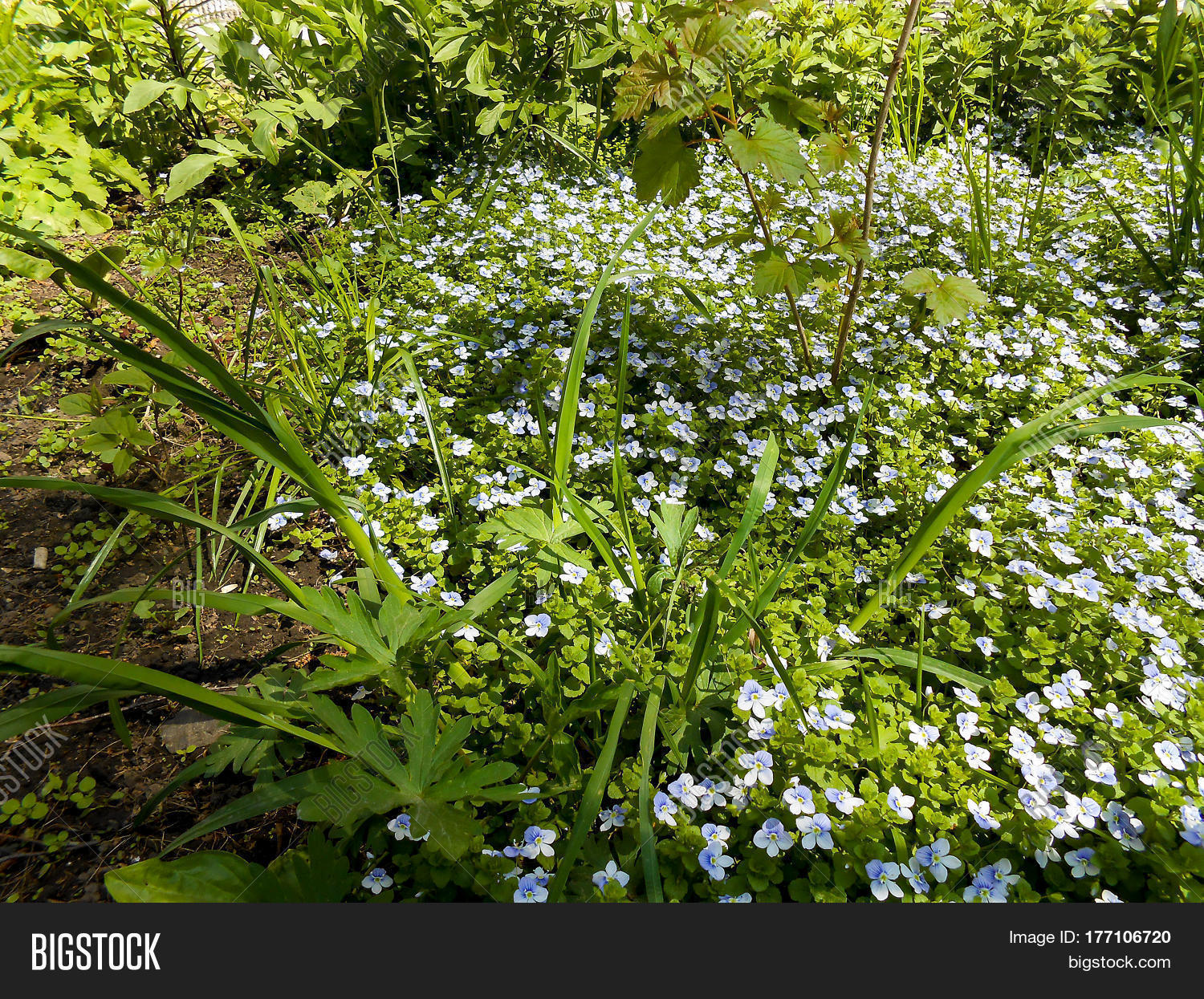 Spring Forget-me-nots Image & Photo (Free Trial) | Bigstock