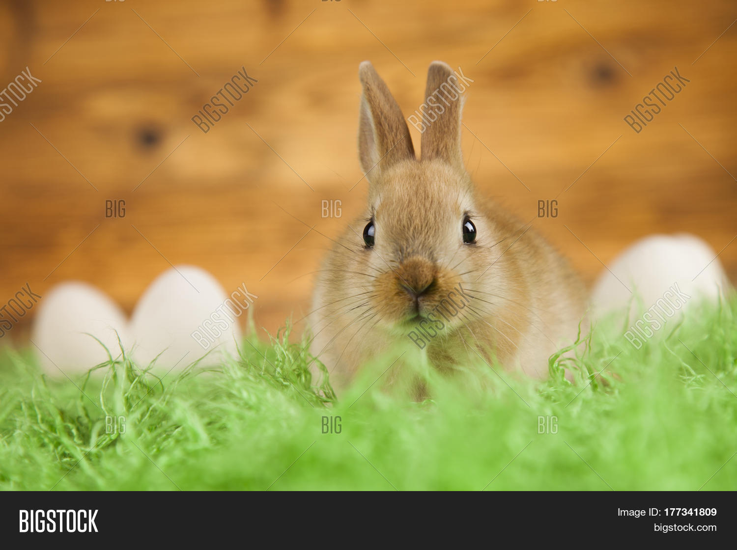 Baby Bunny Egg On Image & Photo (Free Trial) | Bigstock
