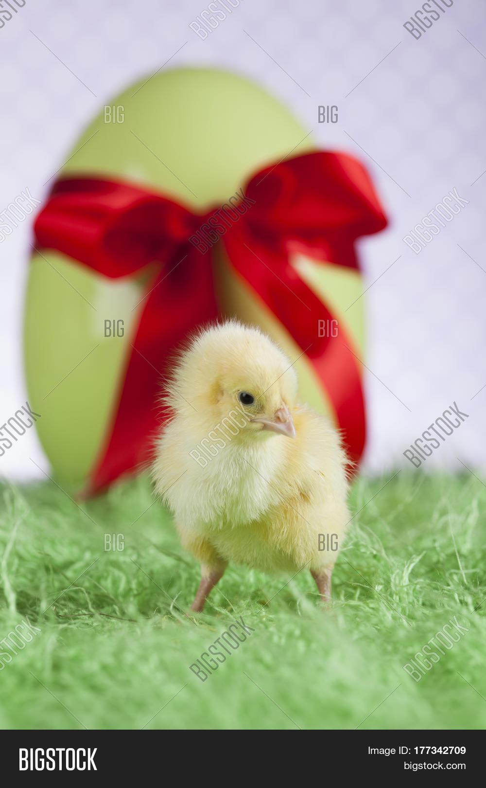 Easter Animal Image & Photo (Free Trial) | Bigstock
