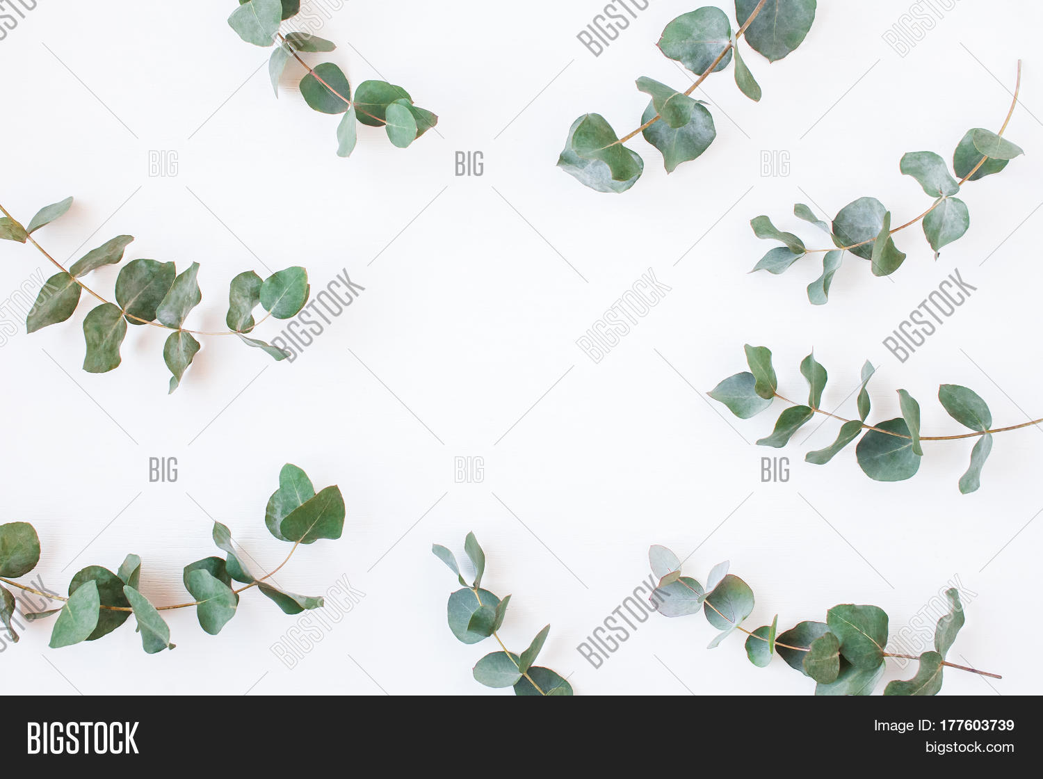 Eucalyptus. Frame Made Image & Photo (Free Trial) | Bigstock