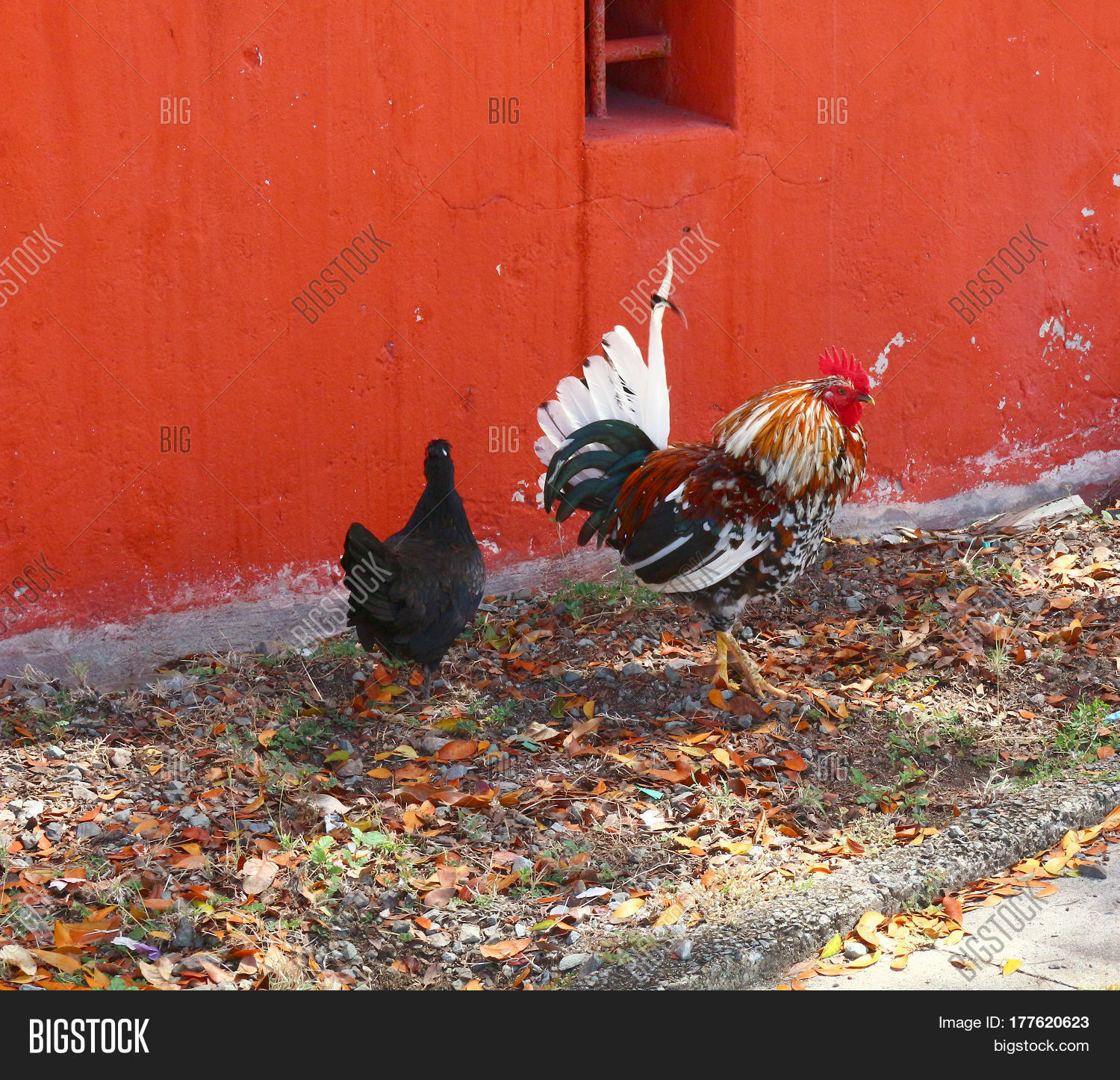 Multi Colored Rooster Image & Photo (Free Trial) | Bigstock