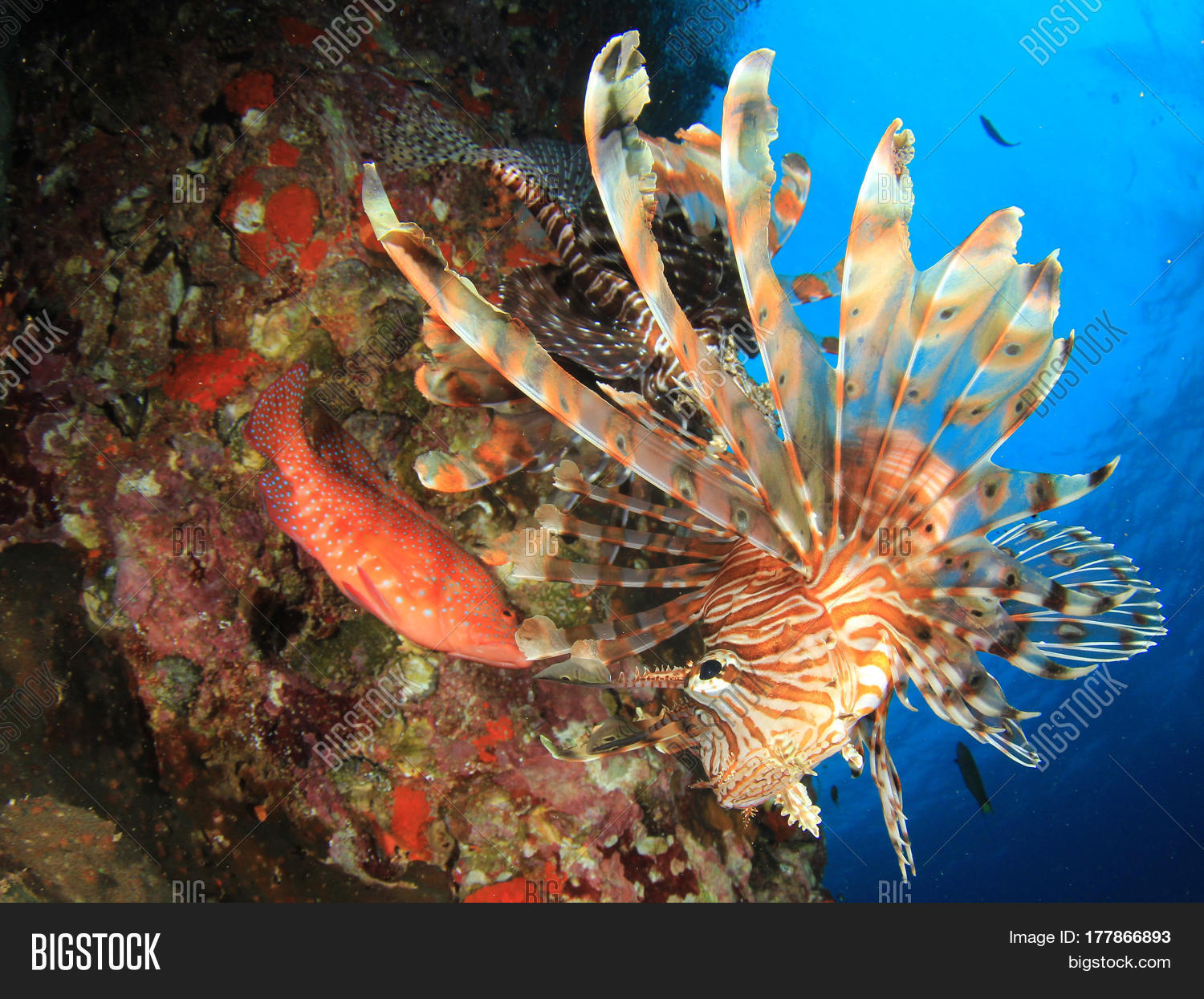 Lionfish Fish On Image & Photo (Free Trial) | Bigstock