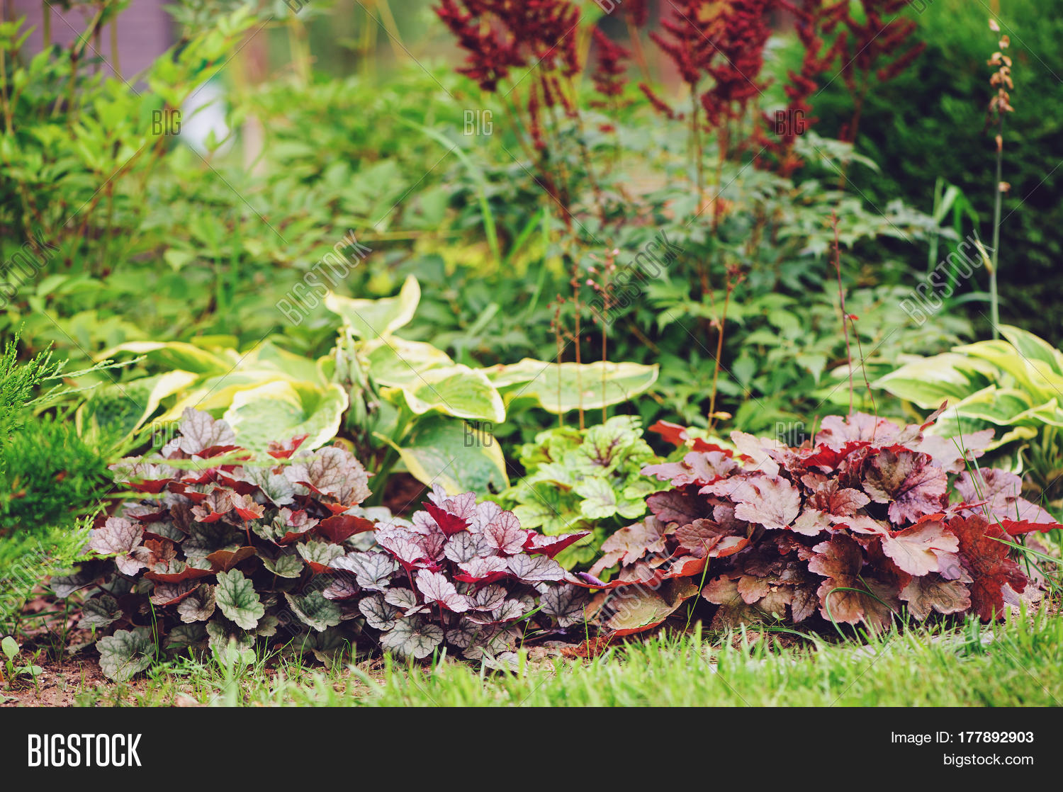 Mixed Perennials Image & Photo (Free Trial) | Bigstock