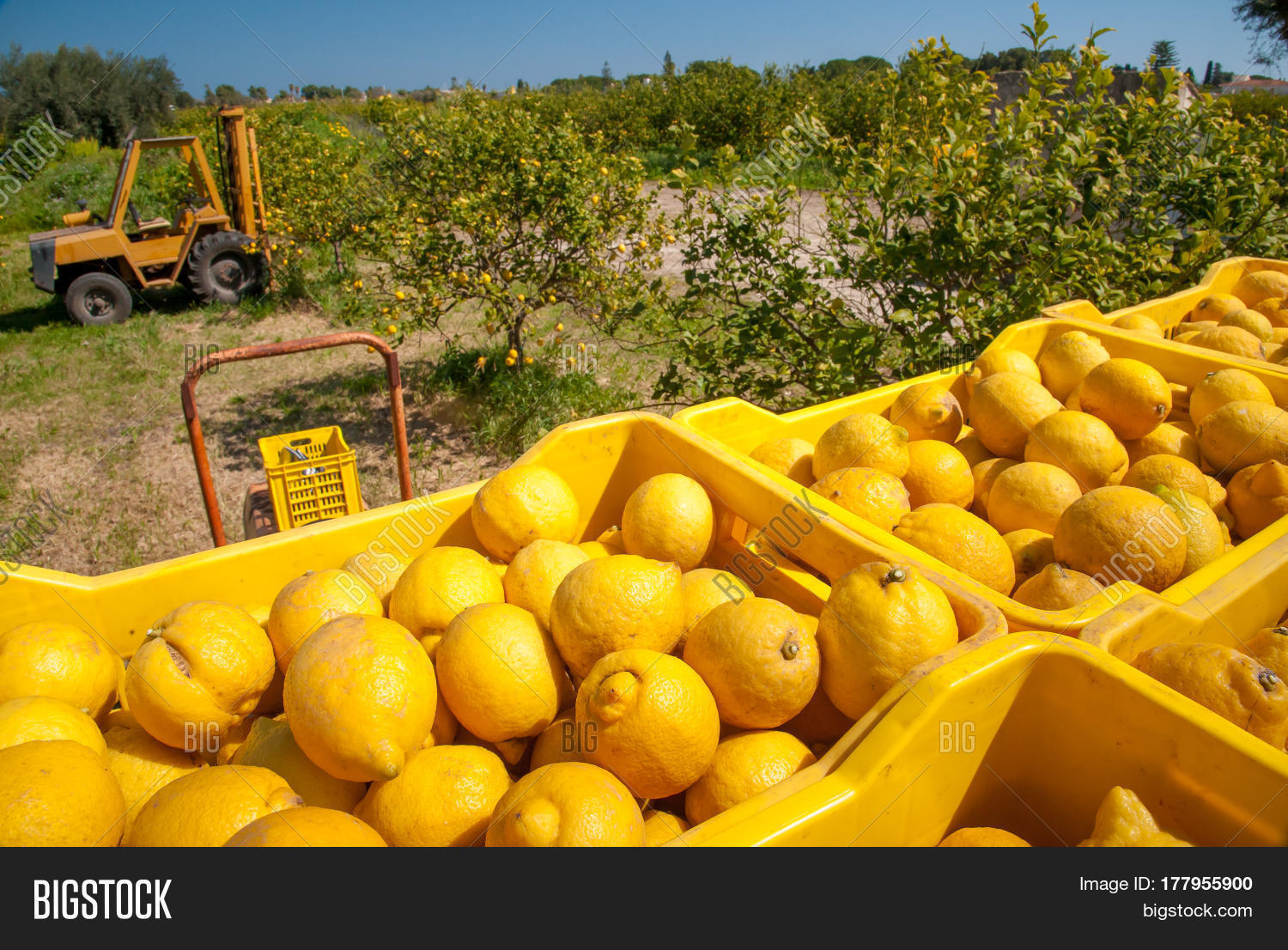 Boxes Full Lemons Image & Photo (Free Trial) | Bigstock