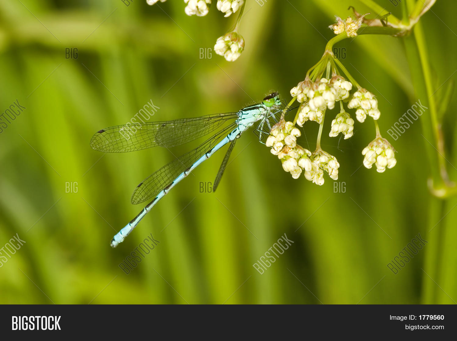 Blue Dragonfly Image & Photo (Free Trial) | Bigstock