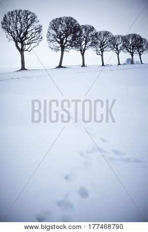 Trees Row Winter Image & Photo (Free Trial) | Bigstock