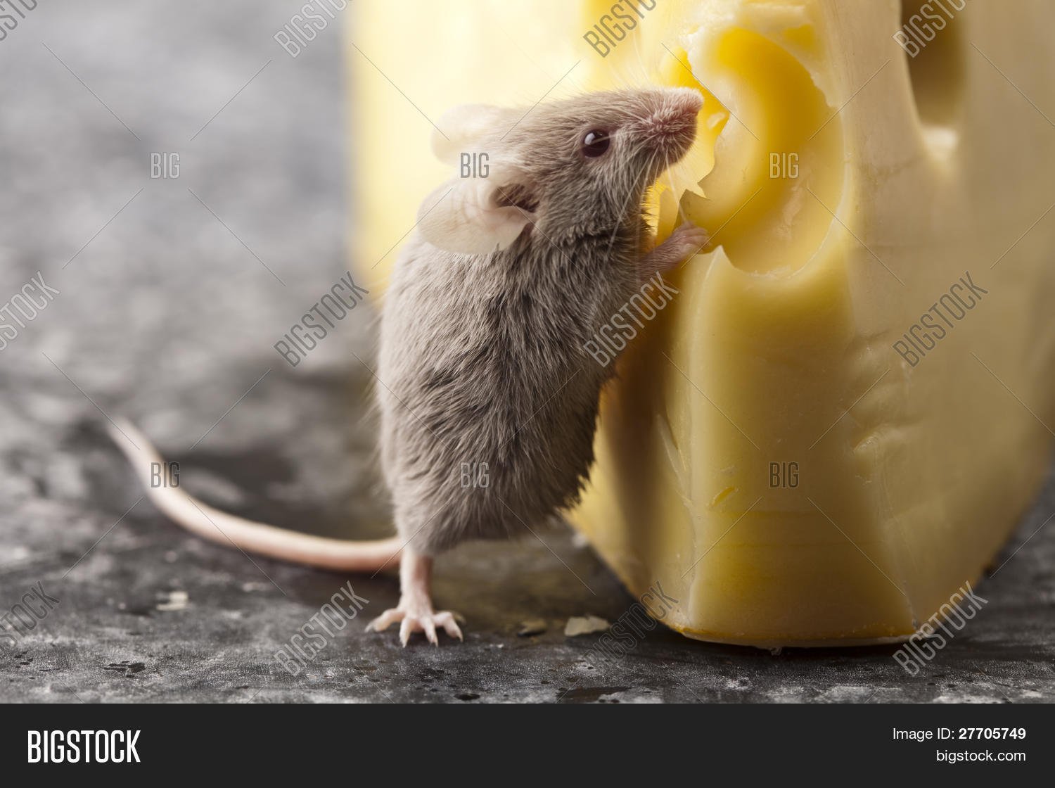 Cheese Mouse Image & Photo (Free Trial) | Bigstock