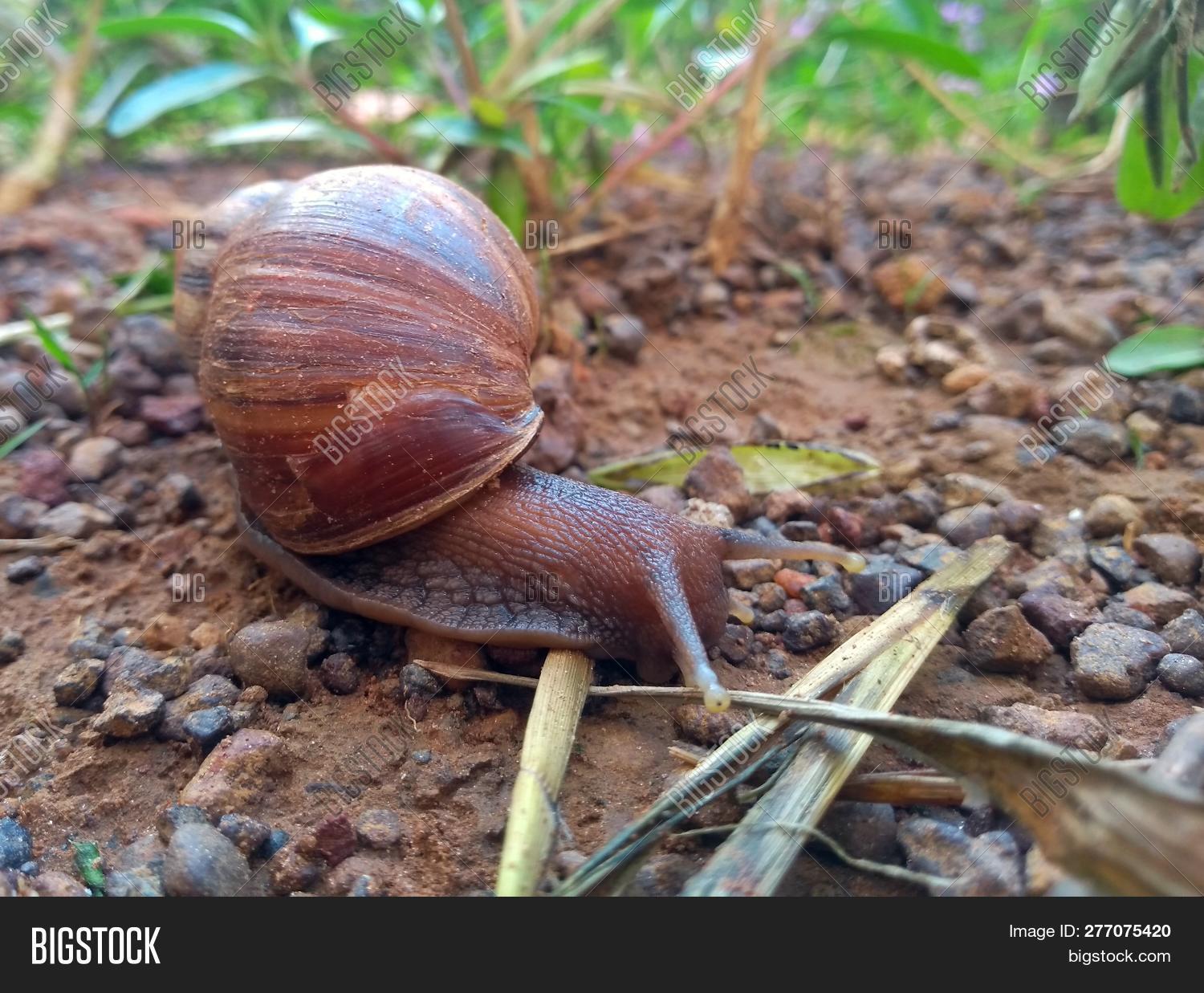 African Snail Looking Image & Photo (Free Trial) | Bigstock