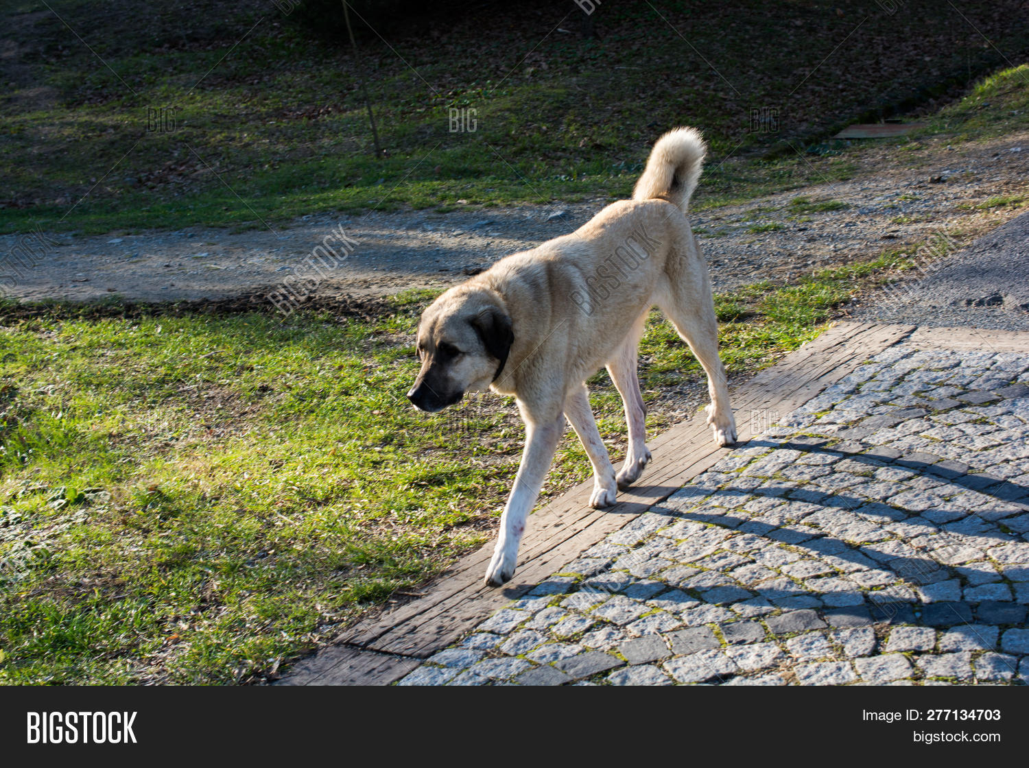 Turkish Breed Shepherd Image & Photo (Free Trial) | Bigstock