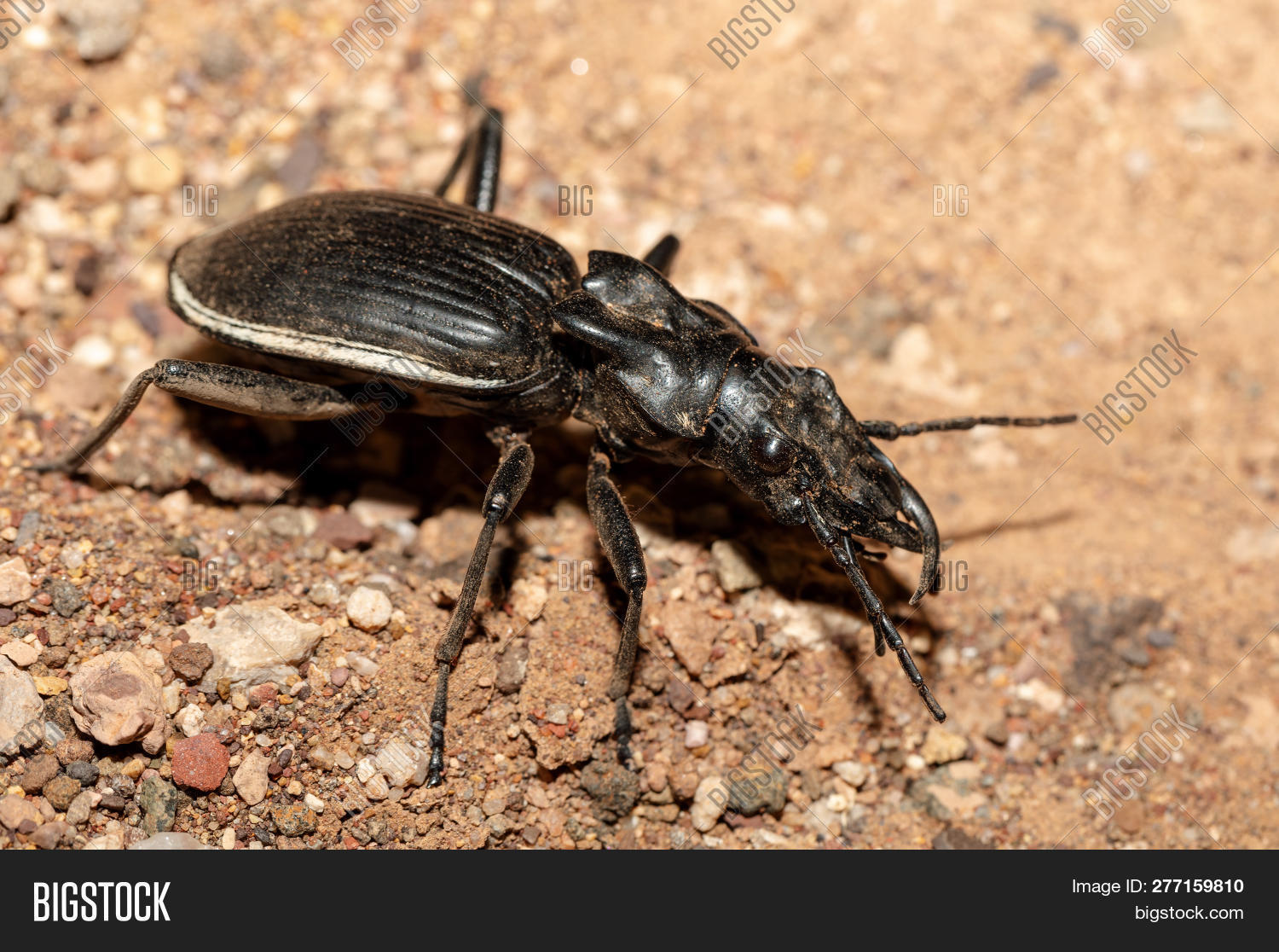 Big Ground Beetle Image & Photo (Free Trial) | Bigstock