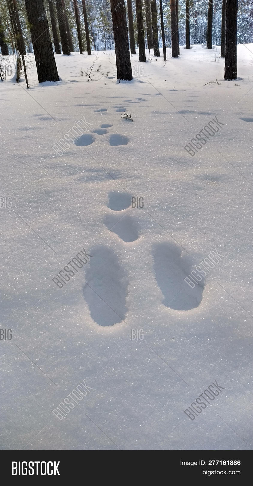 Hare Tracks Snow Image & Photo (Free Trial) | Bigstock