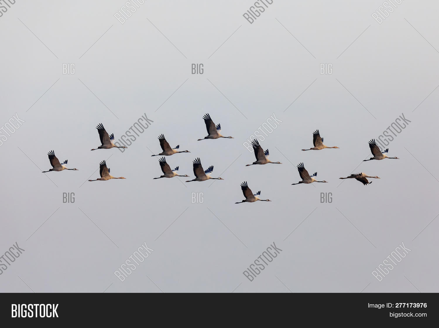 Flying Flock Common Image & Photo (Free Trial) | Bigstock
