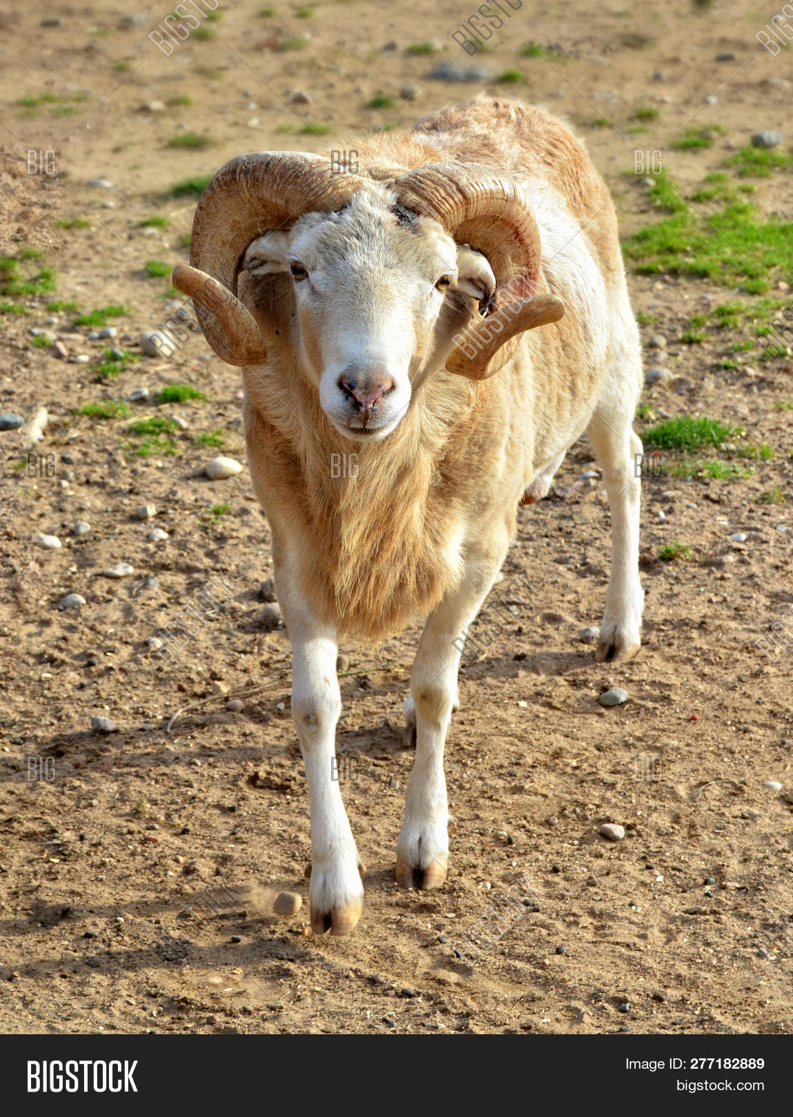 White Ram Animal