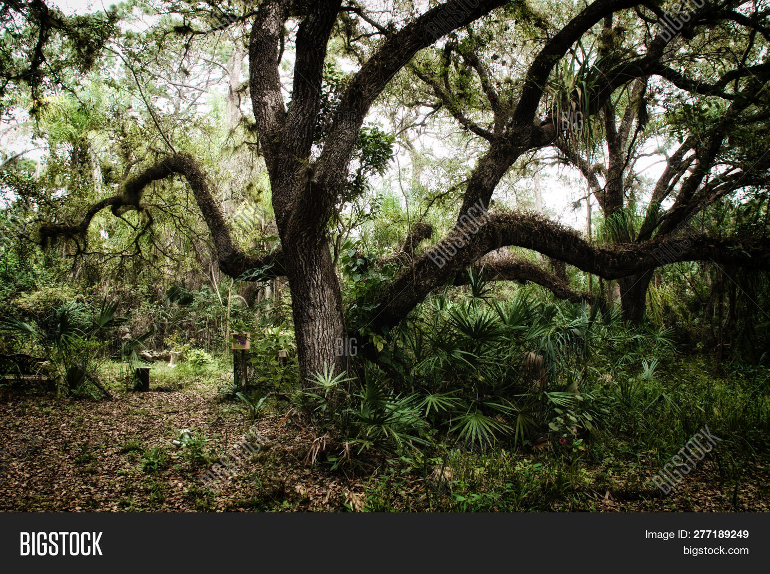Large Sprawling Oak Image & Photo (Free Trial) | Bigstock