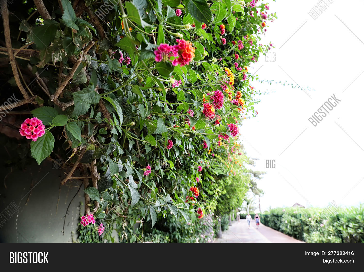 Flower Near Walking Image & Photo (Free Trial) | Bigstock