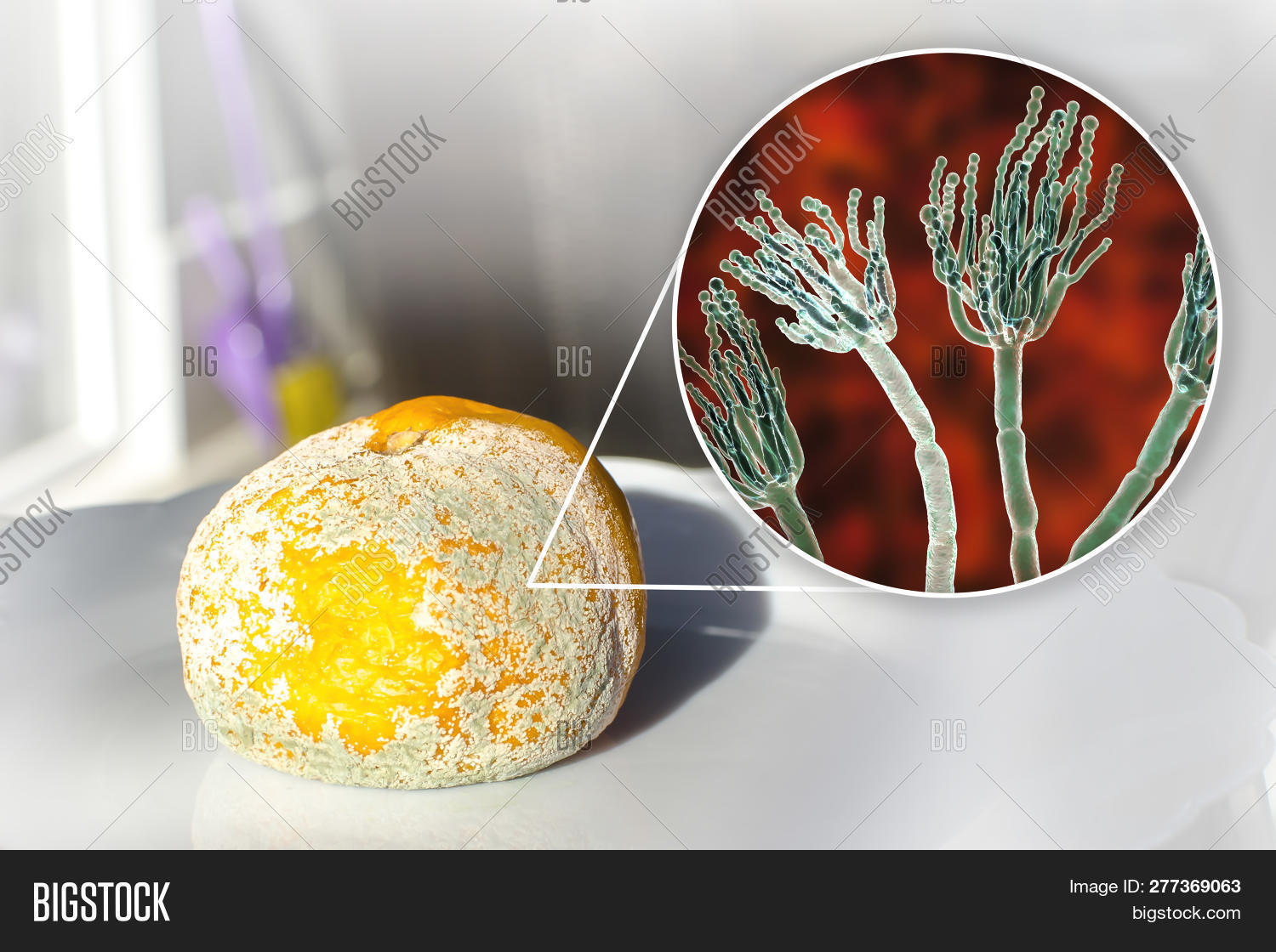 Mandarin Mold. Photo Image & Photo (Free Trial) | Bigstock