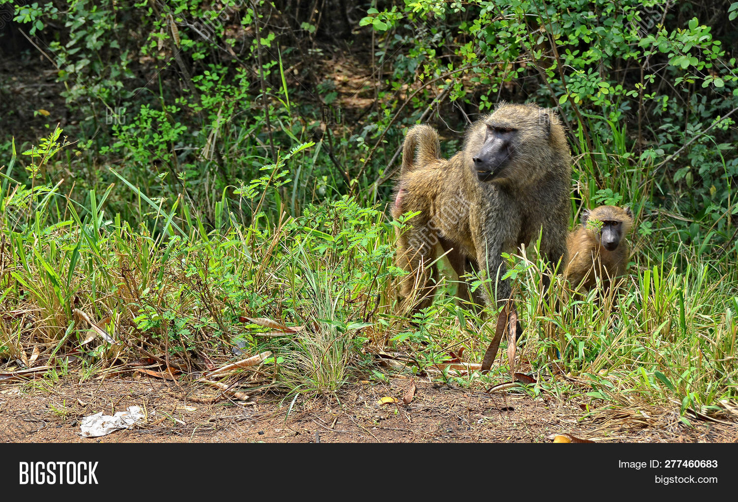 Baboons. Monkeys Bush Image & Photo (Free Trial) | Bigstock