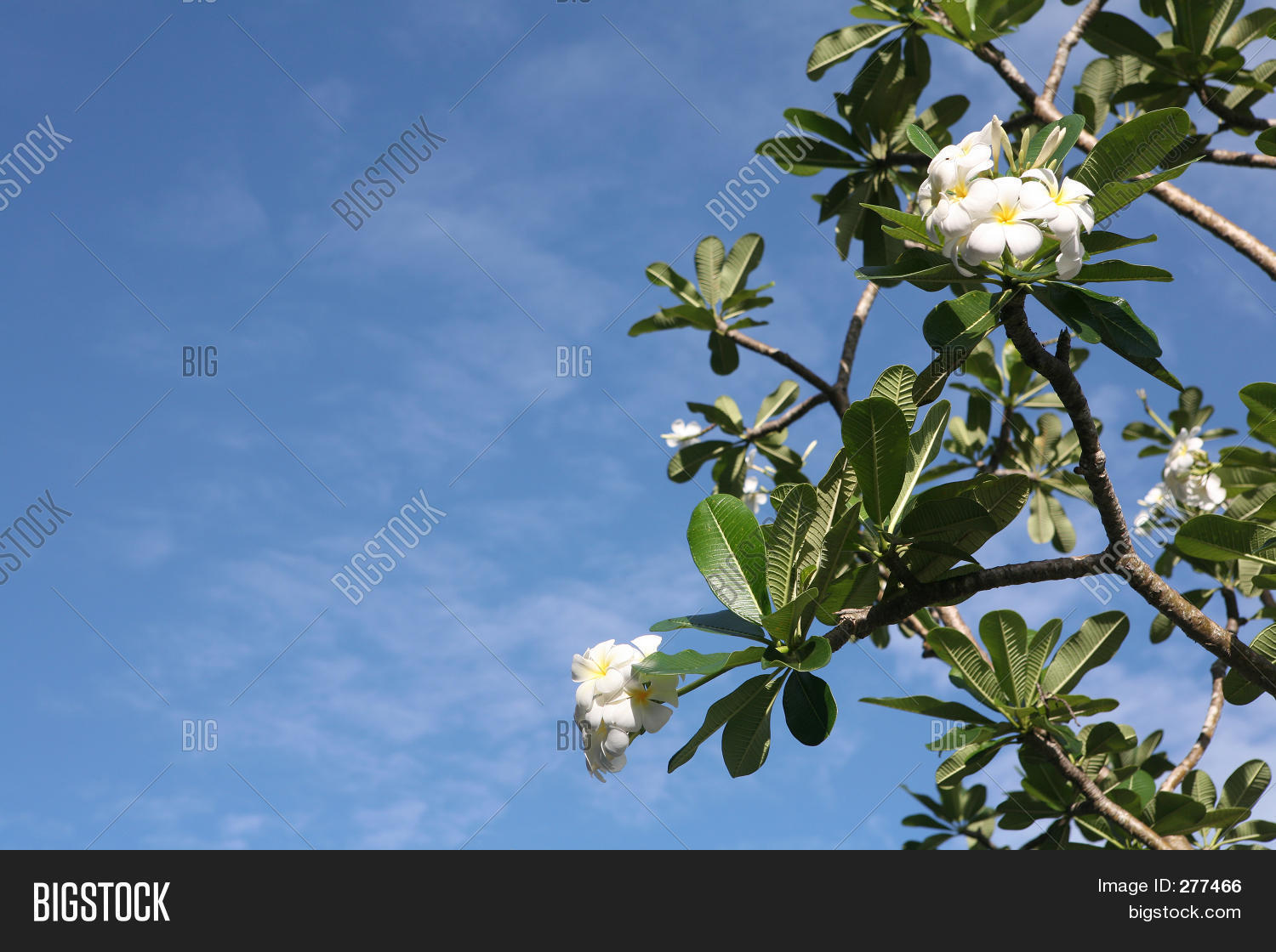 Frangipani Tree Image & Photo (Free Trial) | Bigstock