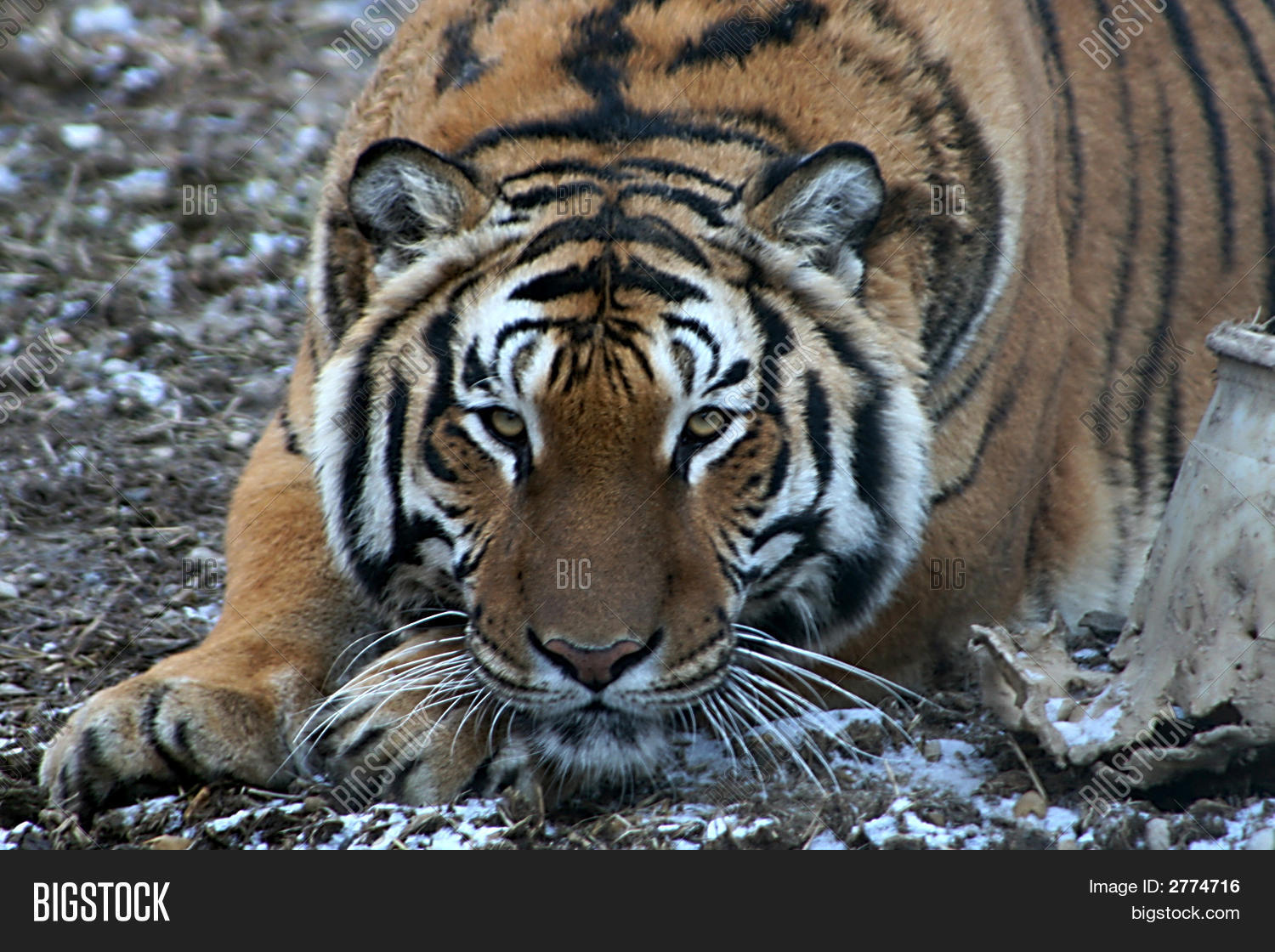 Ready Pounce Tiger Image & Photo (Free Trial) | Bigstock