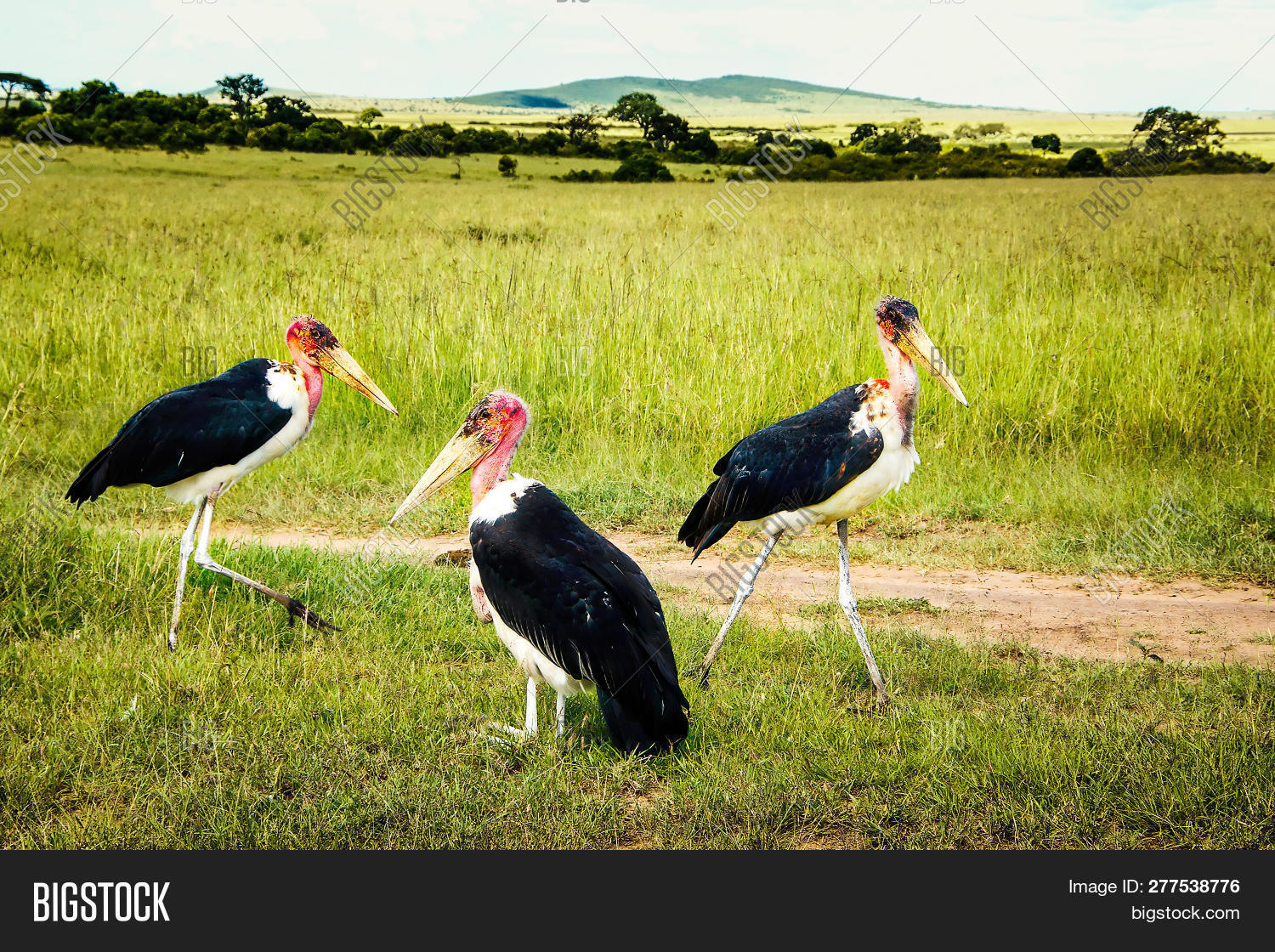Marabou Storks ( Image & Photo (Free Trial) | Bigstock
