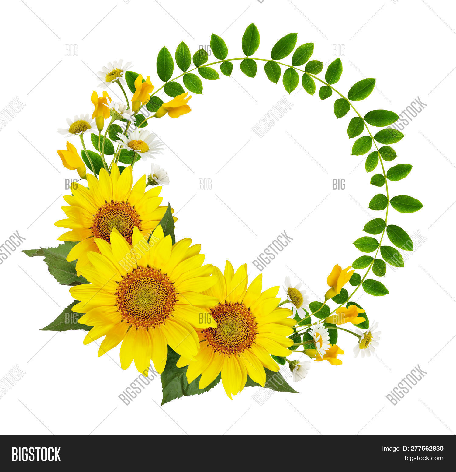 Sprig Of Acacia Clipart Flower