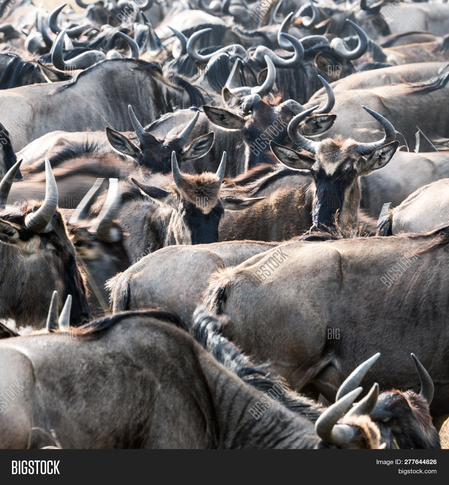 Tightly Crowded Herd Image & Photo (Free Trial) | Bigstock