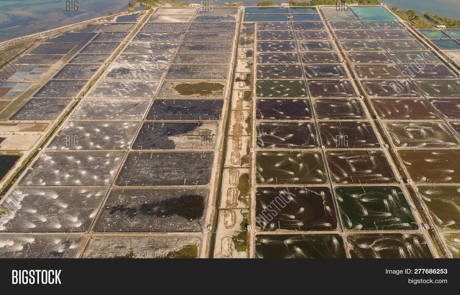 Shrimp Farm, Prawn Image & Photo (Free Trial) | Bigstock
