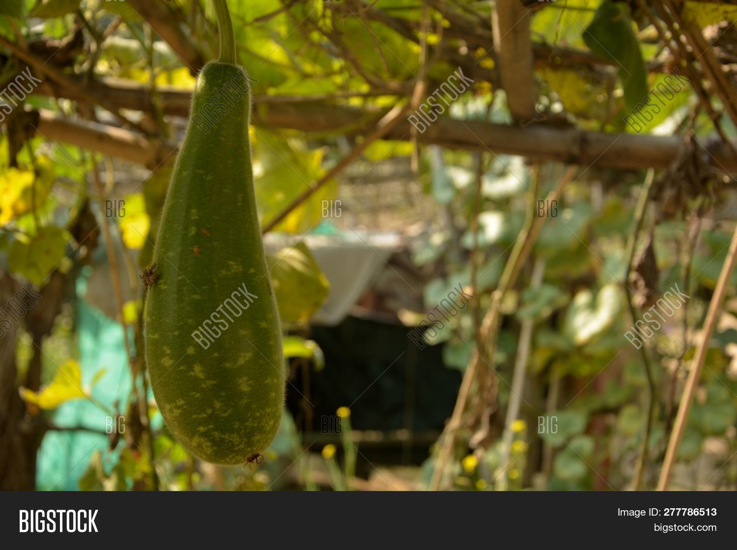 Long Big Green Lauki, Image & Photo (Free Trial) | Bigstock