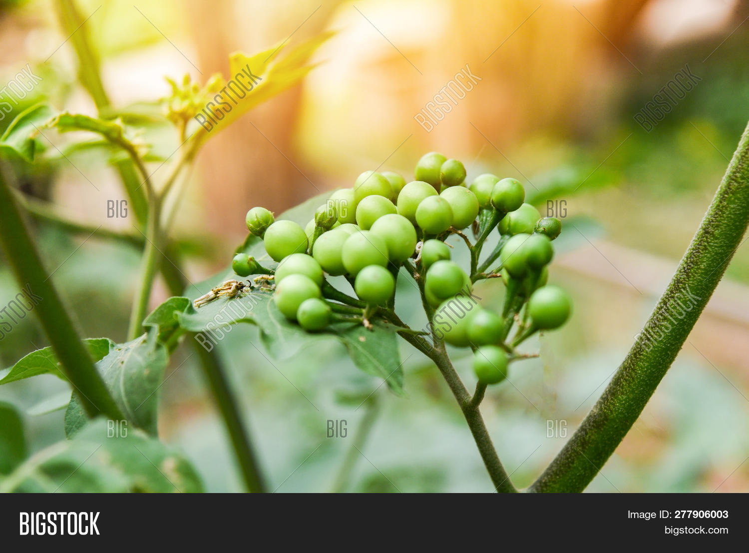 Turkey Berry On Plant Image & Photo (Free Trial) | Bigstock