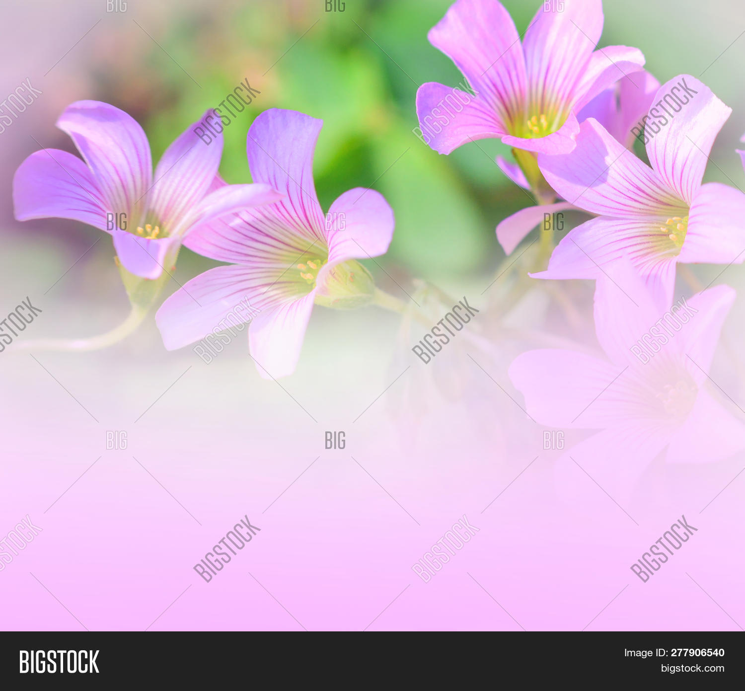 Nature Pink Background Image & Photo (Free Trial) | Bigstock