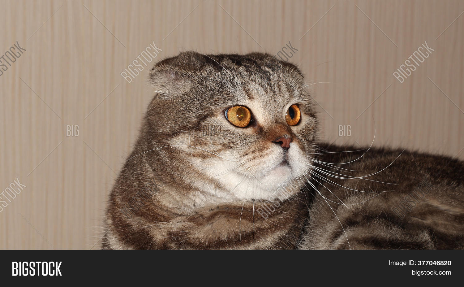 Portrait Fat Tabby Cat Image & Photo (Free Trial) | Bigstock