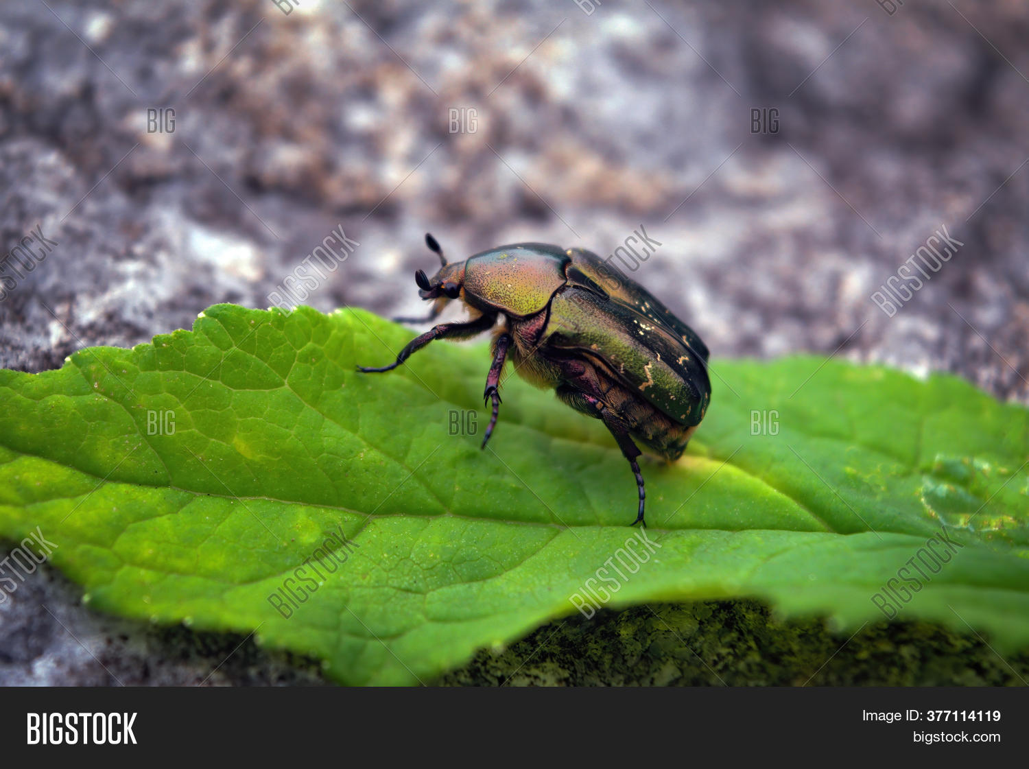 Macro Photo Cetonia Image & Photo (Free Trial) | Bigstock