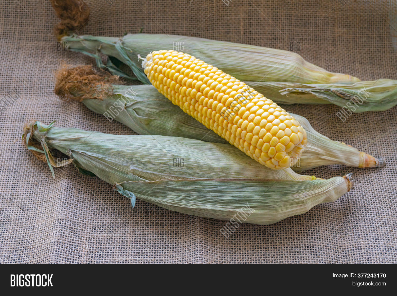 Fresh Young Sweet Corn Image & Photo (Free Trial) | Bigstock