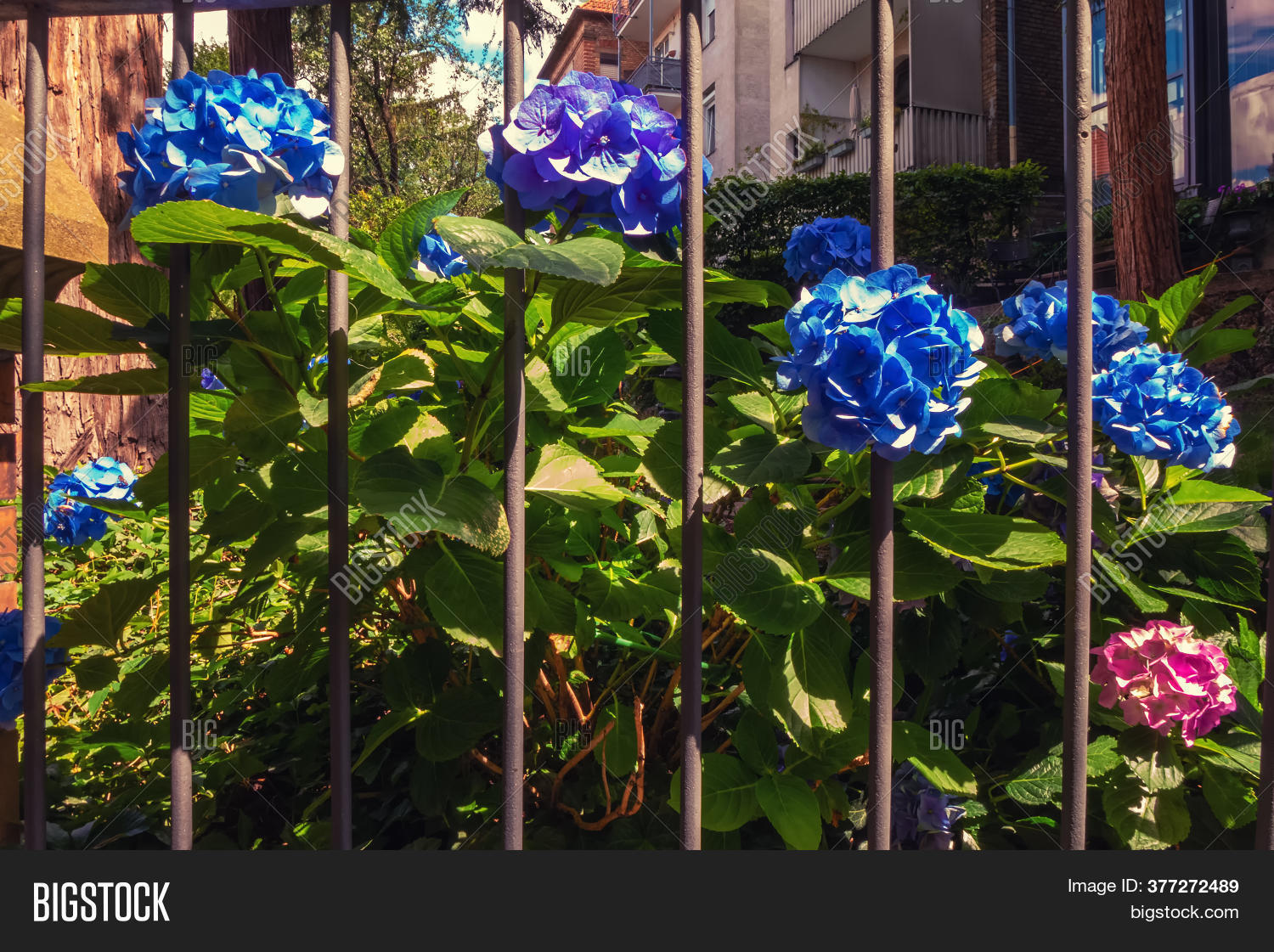 Bunch Blue Flowers Image & Photo (Free Trial) | Bigstock