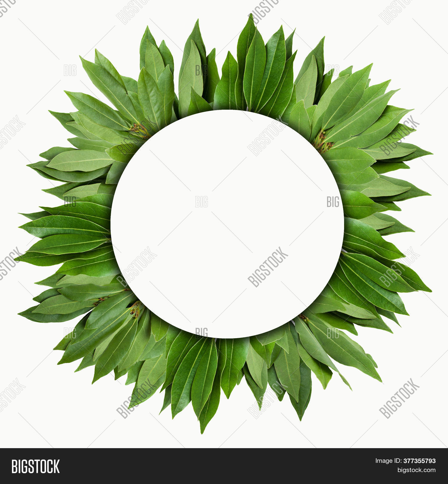 Creative Layout Laurel Image & Photo (Free Trial) | Bigstock