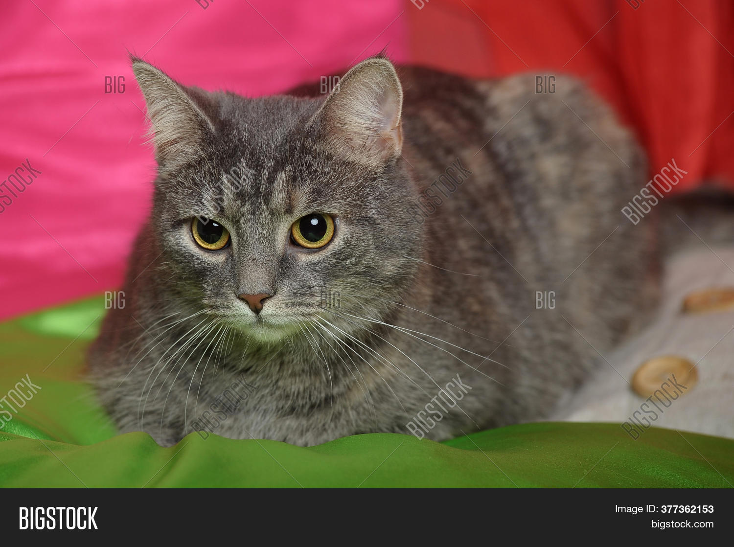 Gray Sleek Cat On Image & Photo (Free Trial) | Bigstock
