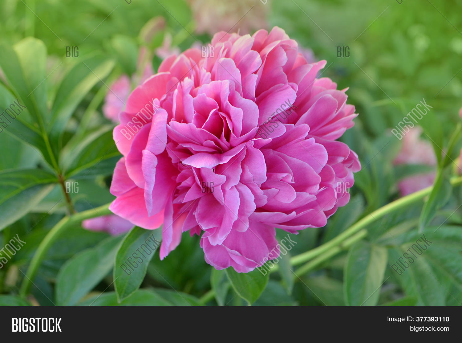 Pink Peonies Flowers. Image & Photo (Free Trial) | Bigstock