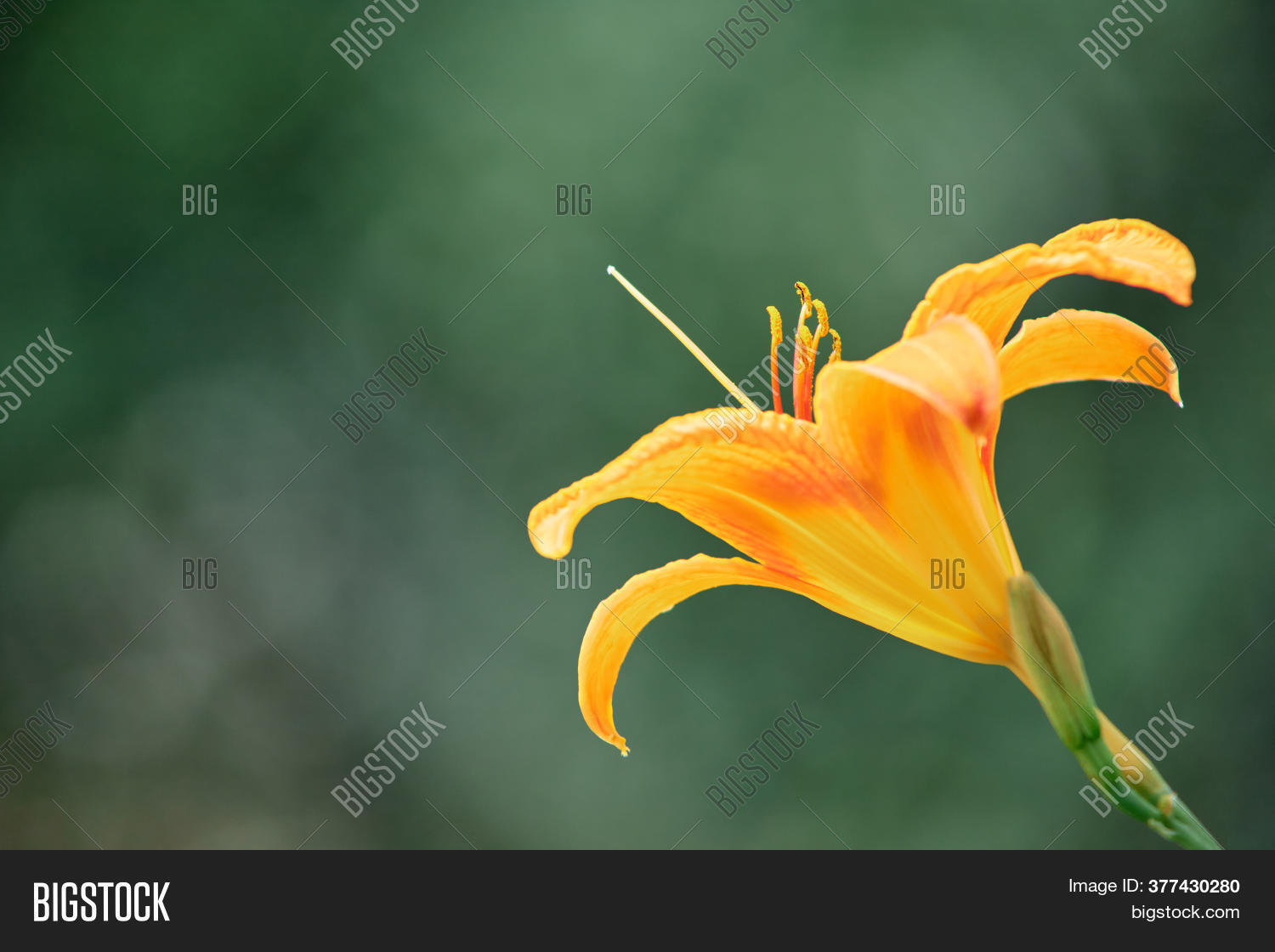 Locust Flower, Yellow Image & Photo (Free Trial) | Bigstock