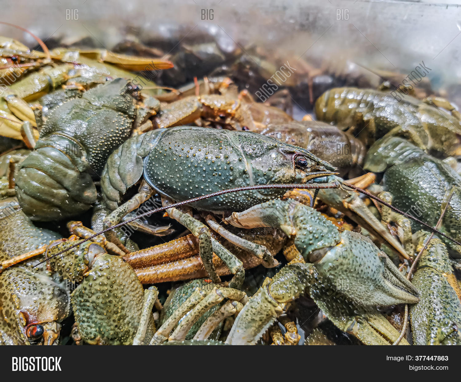 Fresh Live Crayfish On Image & Photo (Free Trial) | Bigstock