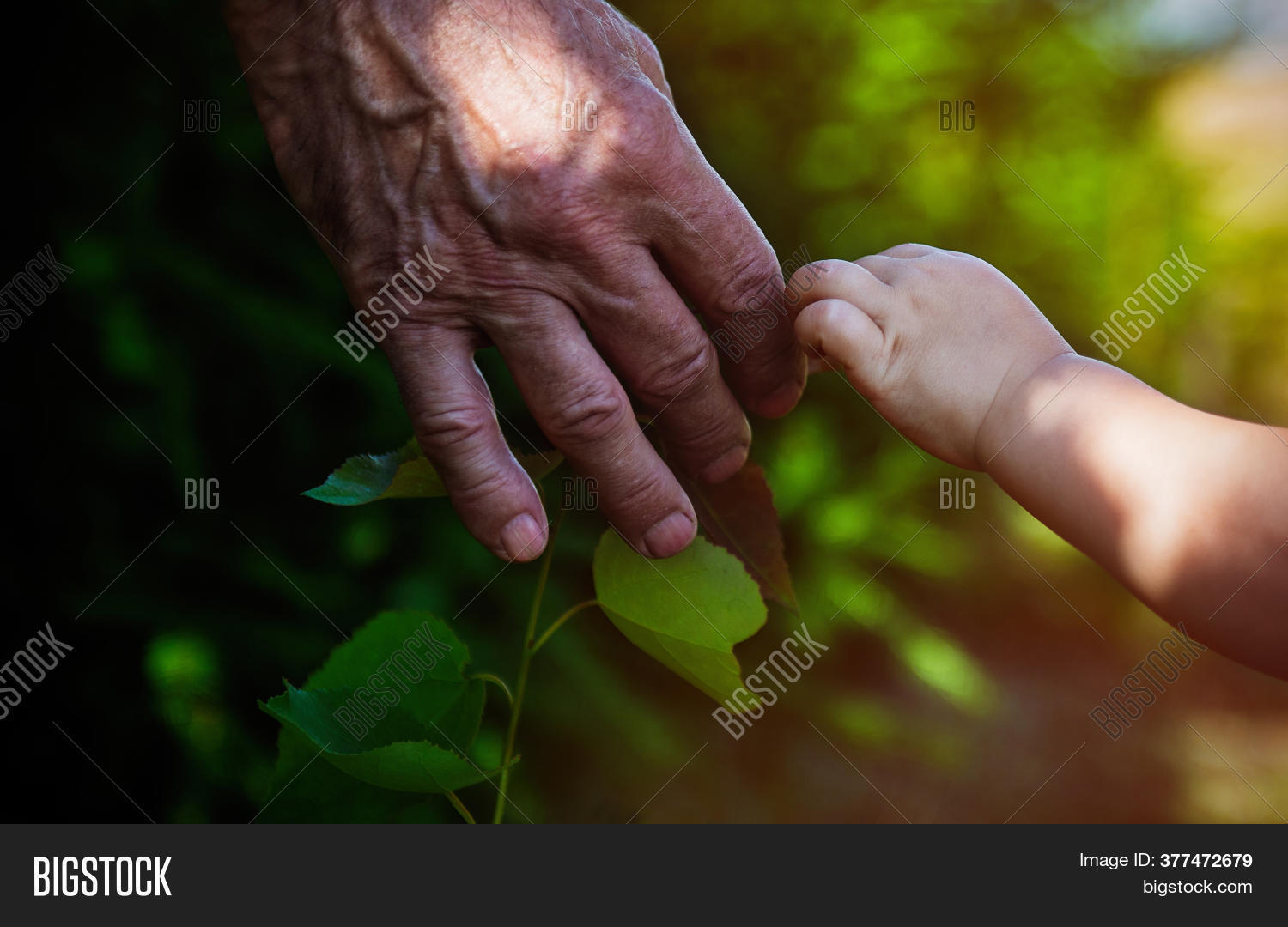Rough Hand Adult Child Image & Photo (Free Trial) | Bigstock