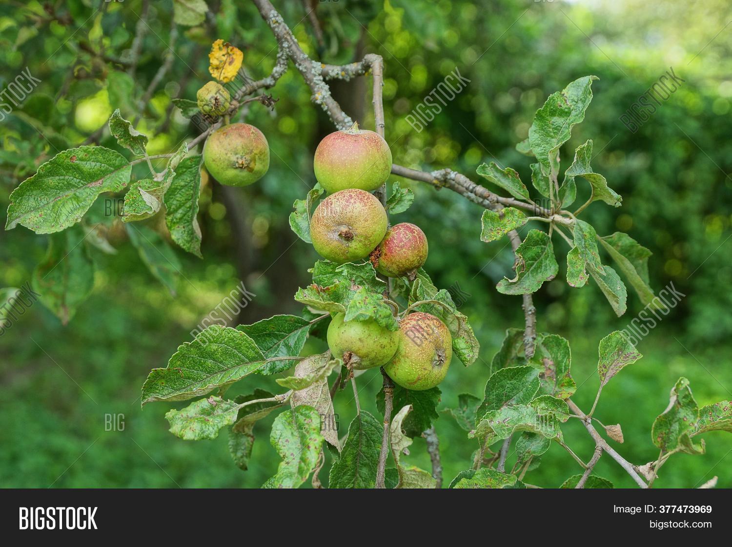 Green Red Apples On Image & Photo (Free Trial) | Bigstock