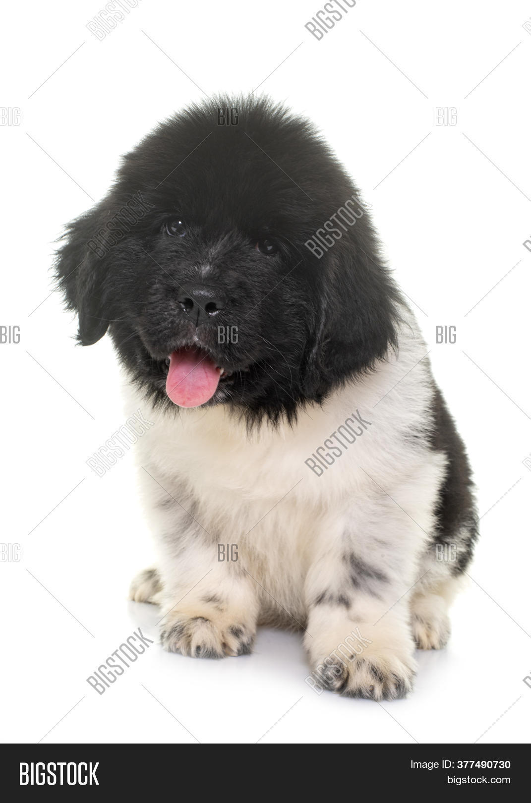 Puppy Newfoundland Dog Image & Photo (Free Trial) | Bigstock