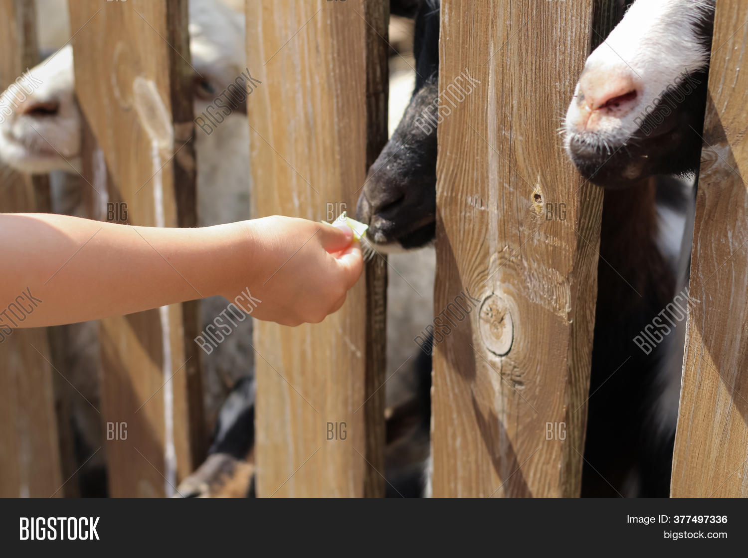 Goats Stuck Their Image & Photo (Free Trial) | Bigstock