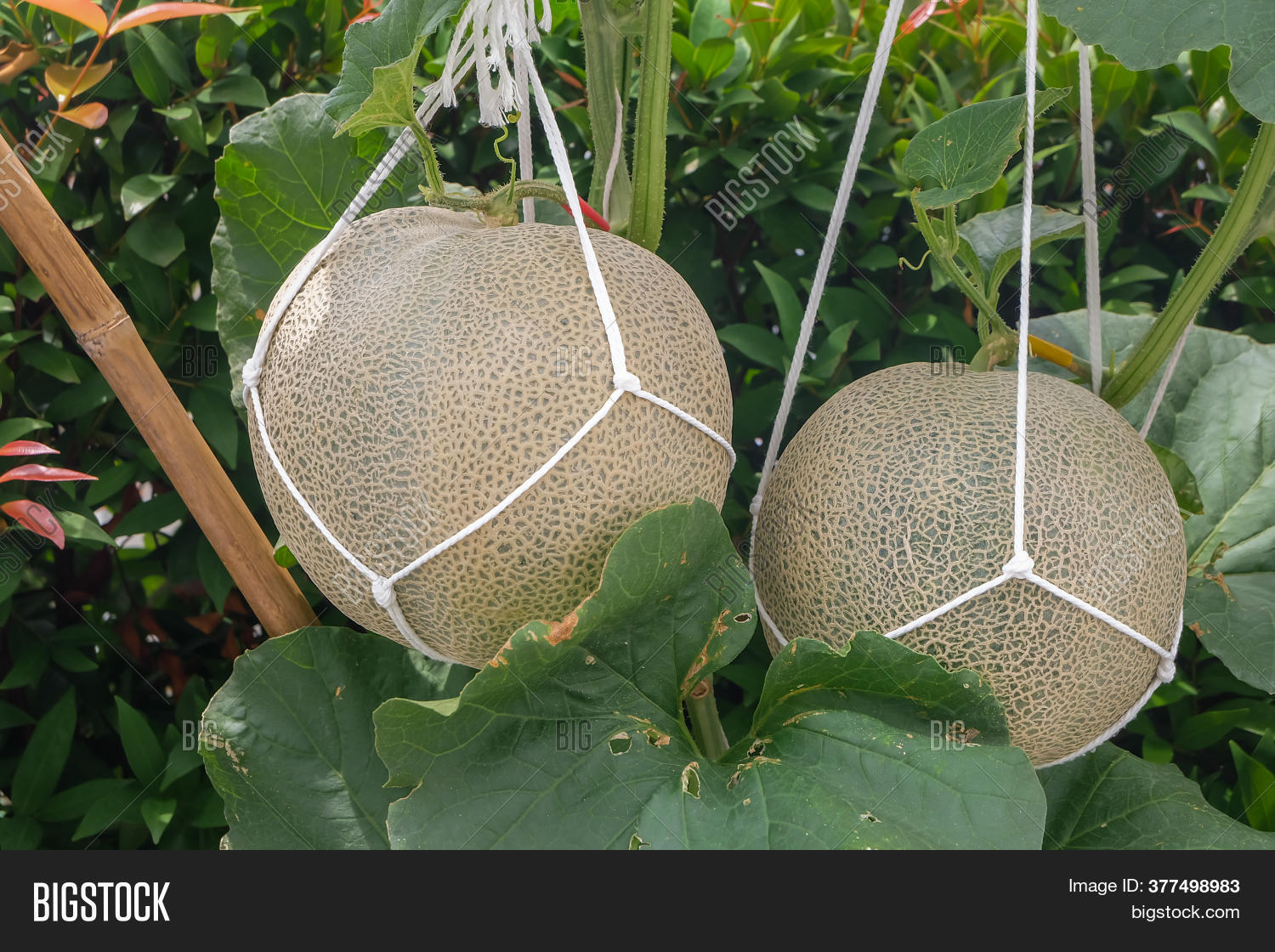 Green Melons Image & Photo (Free Trial) | Bigstock